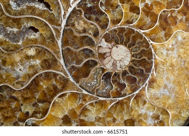 Ammonite Fossil Cross Section Stock Photo (Edit Now) 28965364