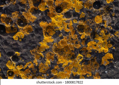 343 Lichen circular Images, Stock Photos & Vectors | Shutterstock