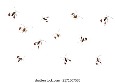 Background Several Flag Footed Bug On Stock Photo 2171507583 | Shutterstock