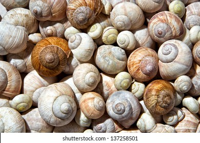 Background Snail Shells Stock Photo 137258501 | Shutterstock