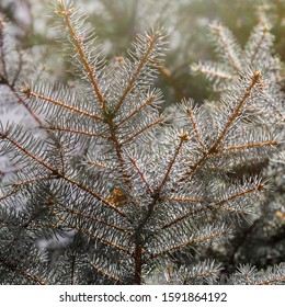 Background Spruce Branches Close Texture Stock Photo 1591864192 ...