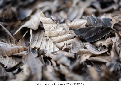 19,086 Stack Dry Leaves Images, Stock Photos & Vectors | Shutterstock
