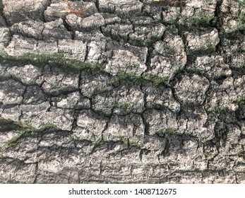 5 imágenes de Tree bark powerpoint theme - Imágenes, fotos y vectores ...