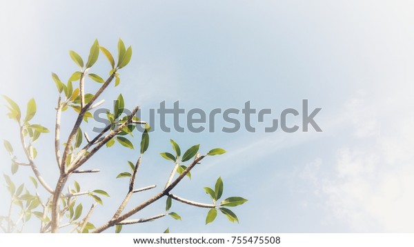 Background Text Input Tree Blue Background Stock Photo 755475508 ...
