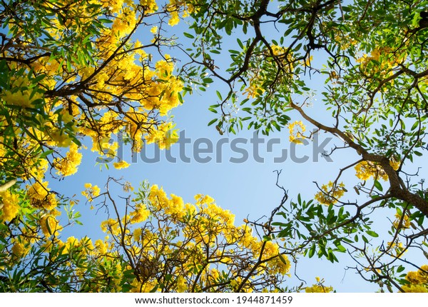 Background Texture Bottom View Tabebuia Trees Stock Photo (Edit Now ...