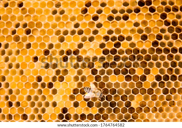 Background Texture Cross Section Beehive Wax Stock Photo 1764764582 ...
