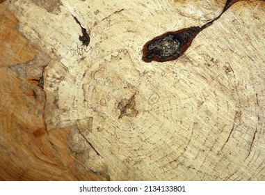 1,197 Tree roots cross section Images, Stock Photos & Vectors ...