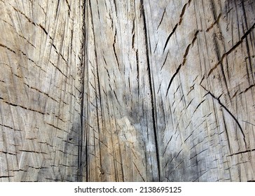 1,197 Tree roots cross section Images, Stock Photos & Vectors ...