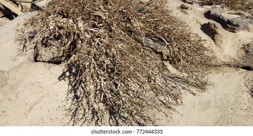Background Texture Dry Root Plants Stock Photo 772444333 | Shutterstock