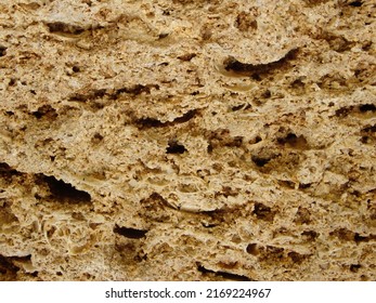 7,153 Limestone shell Images, Stock Photos & Vectors | Shutterstock
