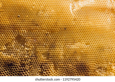 Honeycomb Filled Honey Texture Stock Photo (Edit Now) 292555328