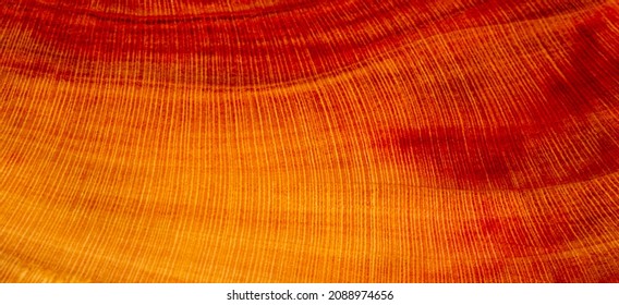 9,429 Datum fruit Images, Stock Photos & Vectors | Shutterstock