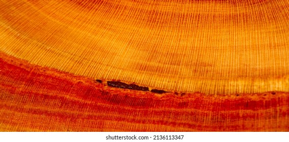 9,429 Datum fruit Images, Stock Photos & Vectors | Shutterstock