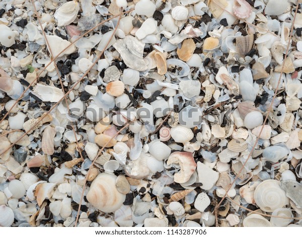 Background Texture Shell Clam Sand Beach Stock Photo 1143287906 ...