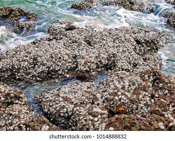 Background Texture Shells Stuck On Rock Stock Photo 1014888832 ...