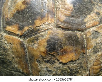 1,591 Tortoise Bone Images, Stock Photos & Vectors | Shutterstock