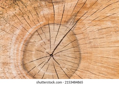 1,302 Transverse cut Images, Stock Photos & Vectors | Shutterstock