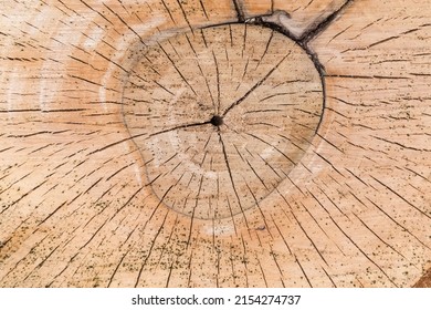 1,302 Transverse cut Images, Stock Photos & Vectors | Shutterstock