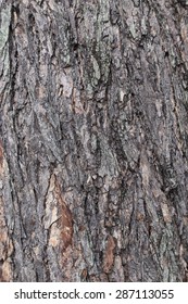 Old Tree Cut Limb Bark Texture Stock Photo 1340523332 | Shutterstock