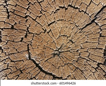 Background Tree Cut Texture Stock Photo 601496426 | Shutterstock