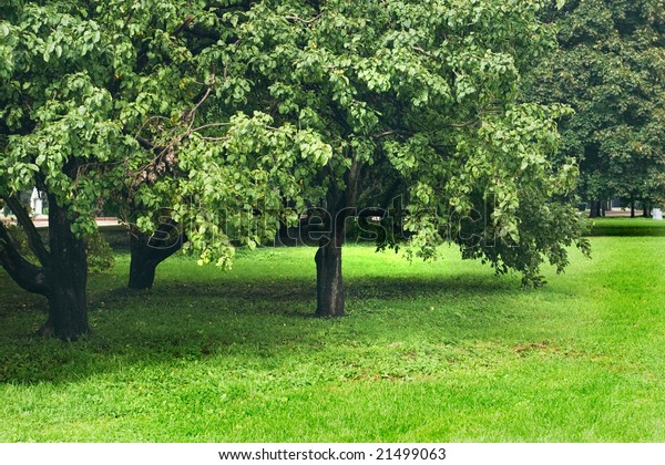 Background View Generic Trees Green Grass Stock Photo 21499063 ...