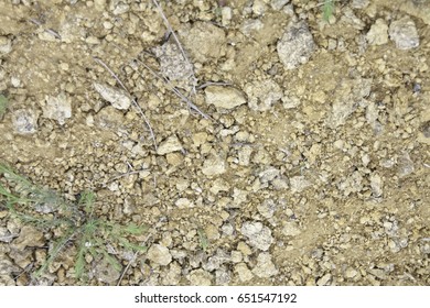 Background Wall Shell Rock Material Closeup Stock Photo 651547192 ...