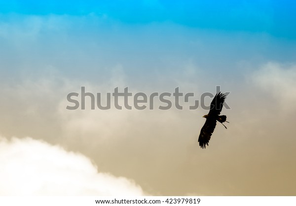 Backlight Shot Eagle Flying Under Clouds Stock Photo 423979819 ...