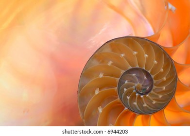 Backlit Inside Nautilus Shell Stock Photo 6944203 | Shutterstock