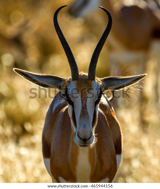 Backlit Spring Buck Stock Photo 465944156 | Shutterstock