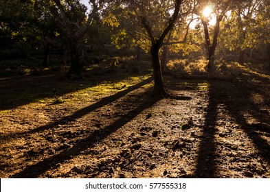 Backlit Tree Stock Photo 577555318 | Shutterstock