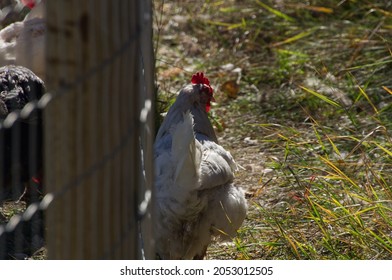 160 Chicken backside Images, Stock Photos & Vectors | Shutterstock