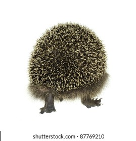 1,633 Hedgehog on back Images, Stock Photos & Vectors | Shutterstock