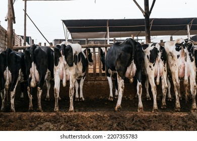 272 Backside Cow Images, Stock Photos & Vectors | Shutterstock
