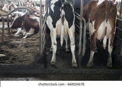 272 Backside Cow Images, Stock Photos & Vectors | Shutterstock
