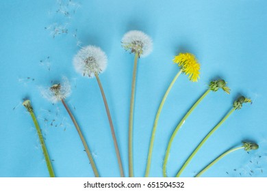 Backwards Evolution Concept Phases Dandelion Growing Stock Photo ...