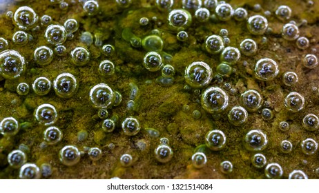 Bacteria Algae Stock Photo 1321514084 | Shutterstock