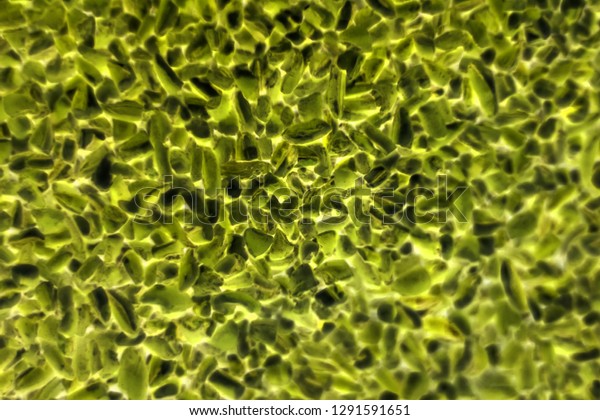 Bacteria Cells Under Microscope Multiplication Bacteria Stock Photo ...
