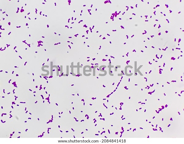 Bacteria Enterococcus Isolated On White Background Stock Photo ...
