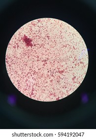 Bacteria Microscope Micrology Stock Photo 594192047 | Shutterstock