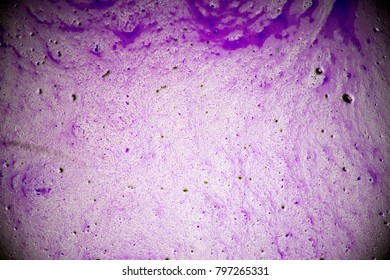 33 Spirillum microscope slide Gambar, Foto Stok & Vektor | Shutterstock