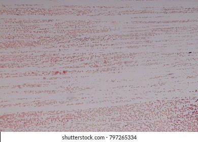 33 Spirillum microscope slide Gambar, Foto Stok & Vektor | Shutterstock