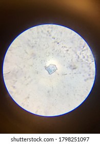 Bacteria Water Seen Microscope Stock Photo 1798251097 | Shutterstock