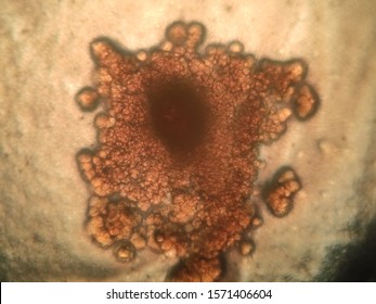 Bacterial Colonies Under Microscope Stockfoto 1571406604 | Shutterstock
