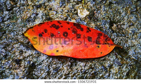 Bacterial Spots Red Leaf Surface Falling Stock Photo (Edit Now) 1506721931