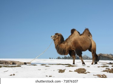 3,453 Camel snow Images, Stock Photos & Vectors | Shutterstock