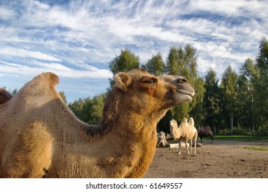 Bactrian Camel Muzzle Stock Photo 61649557 | Shutterstock