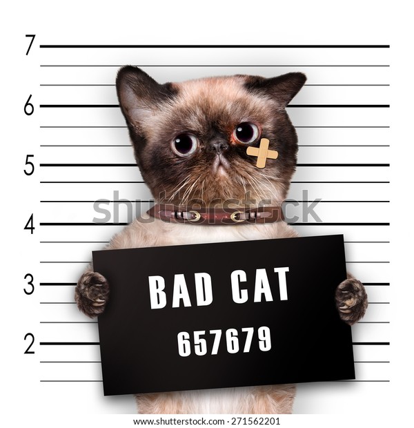 Bad Cat Stock Photo 271562201 | Shutterstock
