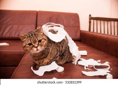 843 Bad cat dog Images, Stock Photos & Vectors | Shutterstock