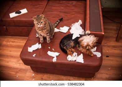 843 Bad cat dog Images, Stock Photos & Vectors | Shutterstock