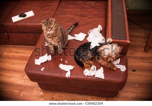 Bad Pets Stock Photo (Edit Now) 538482304